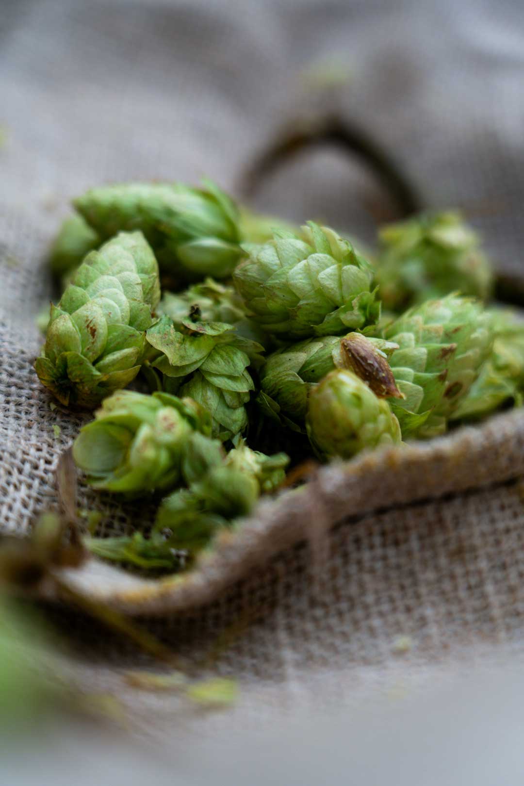 Choosing the Right Hop Variety for Your Beer Style – Hops Direct
