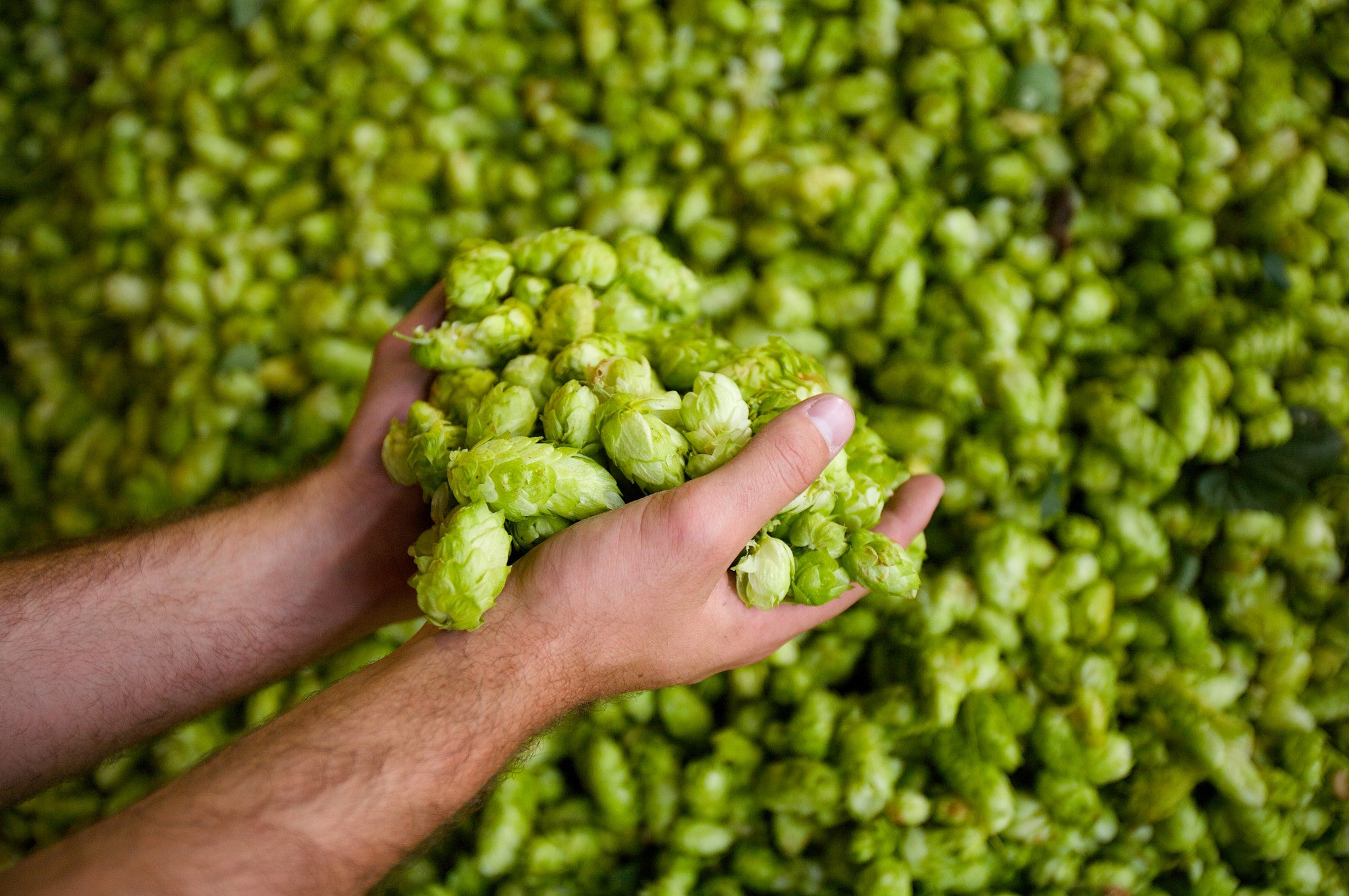 Hop Sale | Discounted Hops | Hops Direct